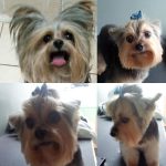 Grooming y baño para perros | PetsMart Guatemala